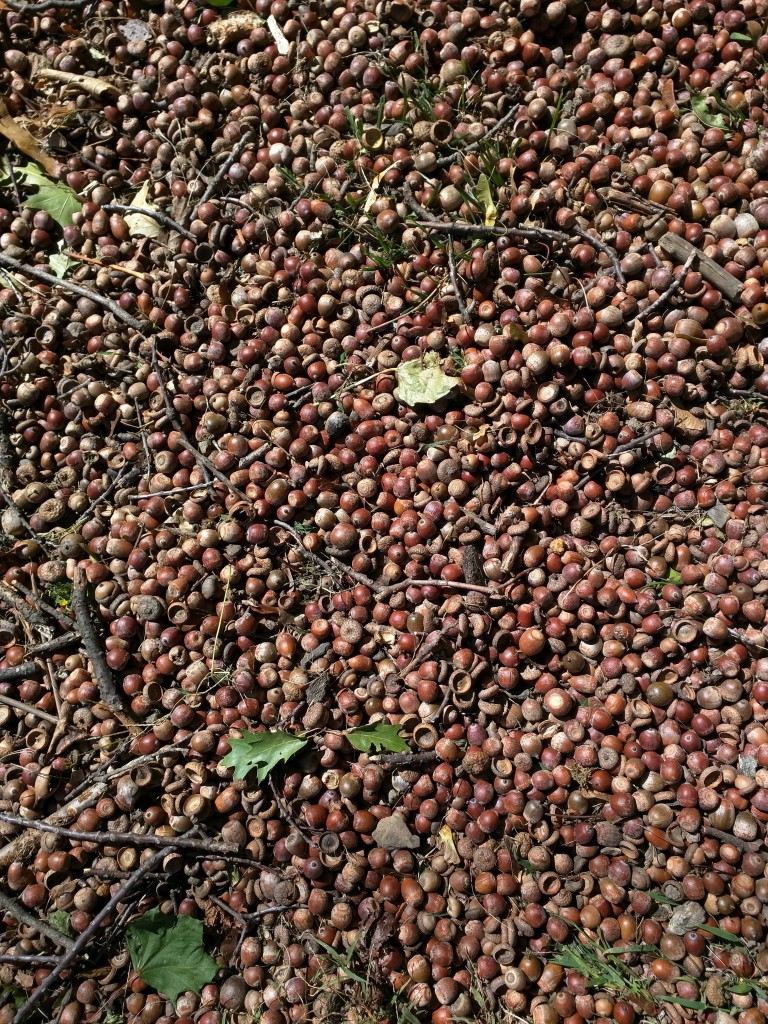 Conkers, Acorns and Your Dog | Cherrydown Vets