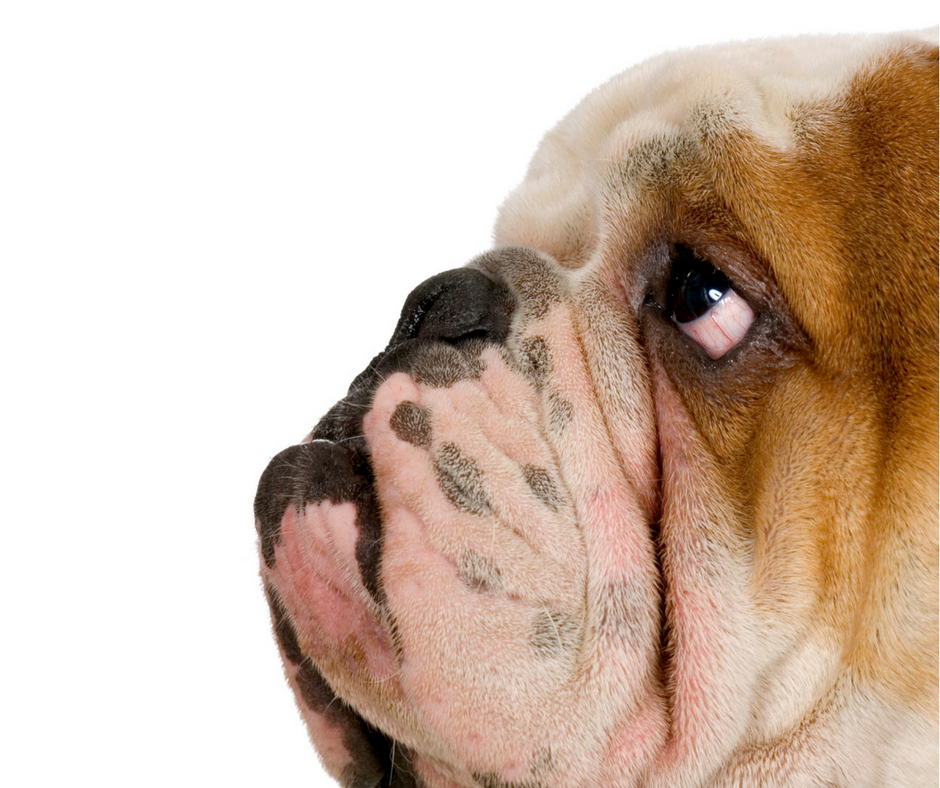 Bulldogs – What you need to know | Cherrydown Vets
